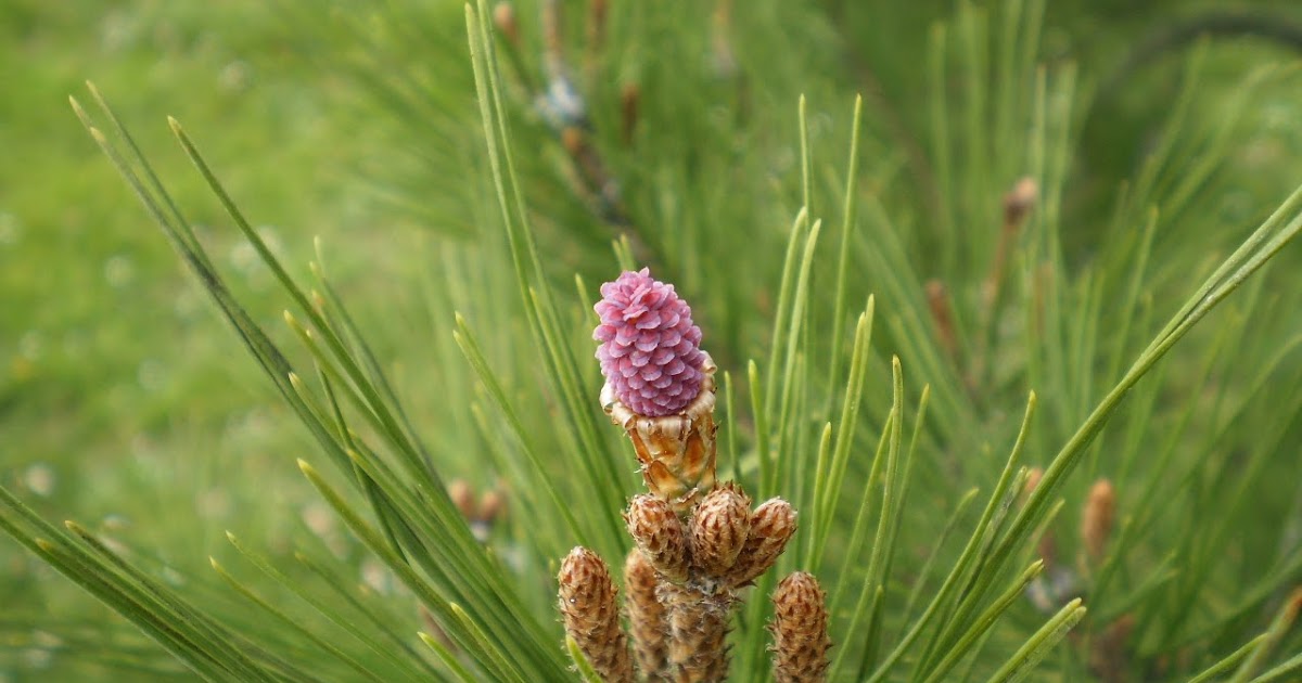 VIZCAYADO: FLORES DE PINO PIÑONERO (PINUS PINEA)