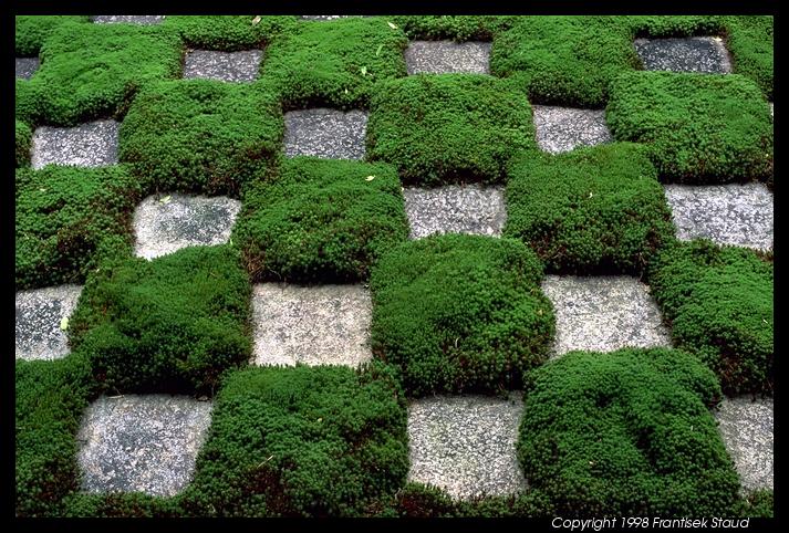 Horticultural Building Systems: [Mid-Term] "Moss Wall" by Michael ...