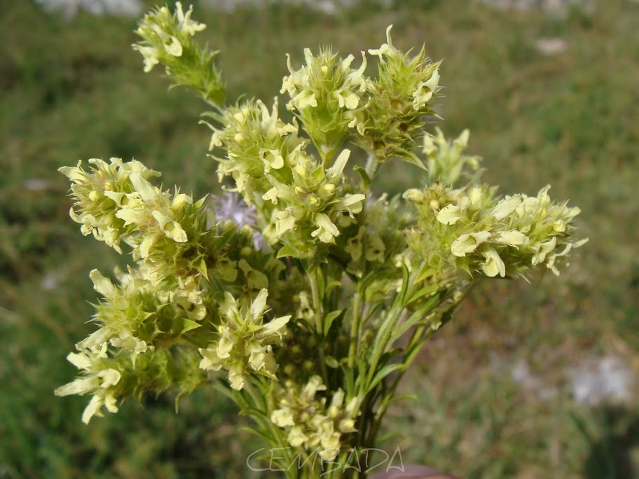 'SAGADAL': TE DE MONTE O DE ROCA.