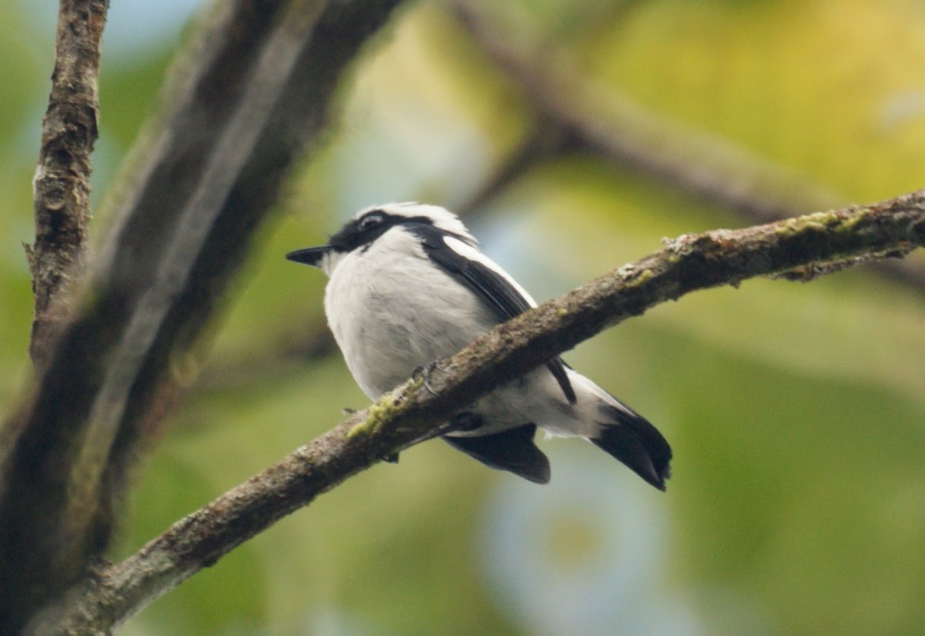 Denis Degullacion | Birding | Digiscoping | Photography |: Taken with ...