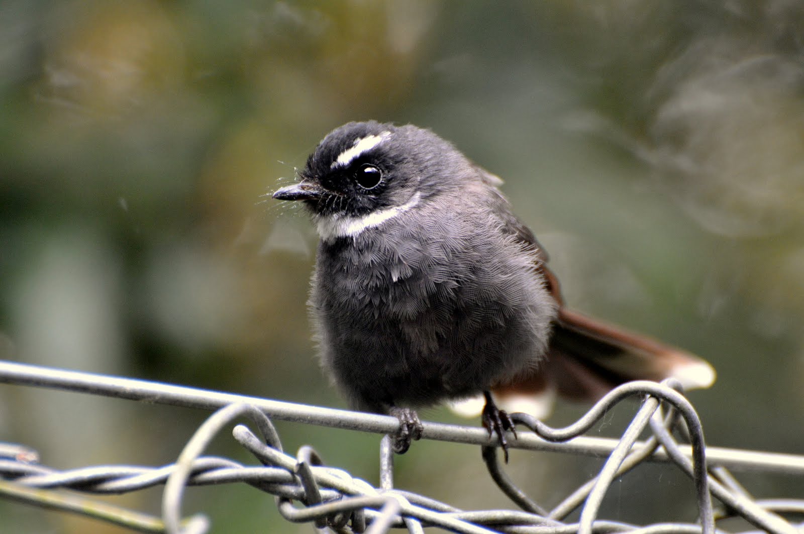 Denis Degullacion | Birding | Digiscoping | Photography |: September ...