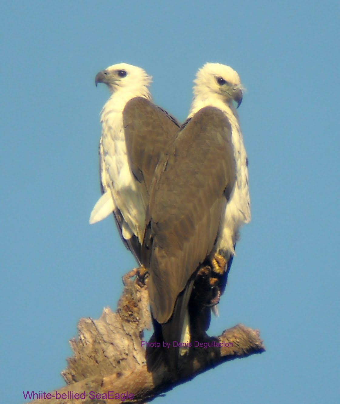 Denis Degullacion | Birding | Digiscoping | Photography |: White ...