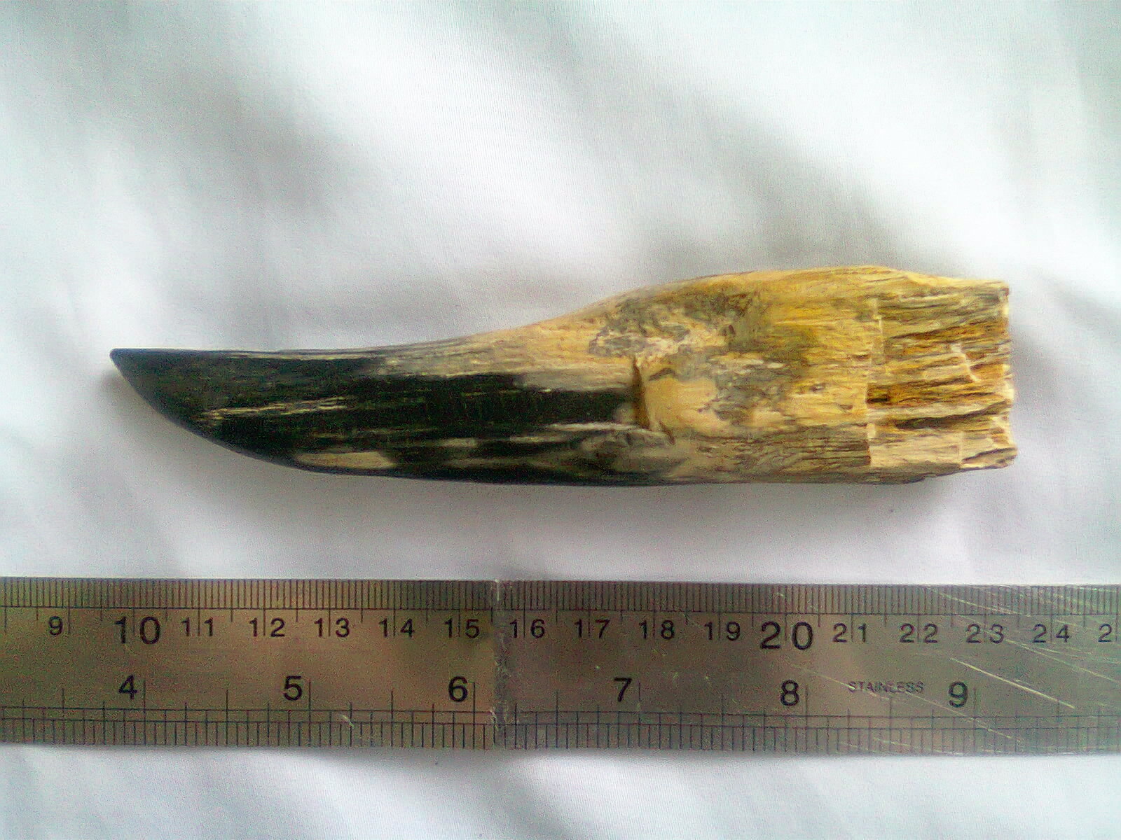 Batu Kuno: Alat Kayu Purba Yang Telah Memfosil