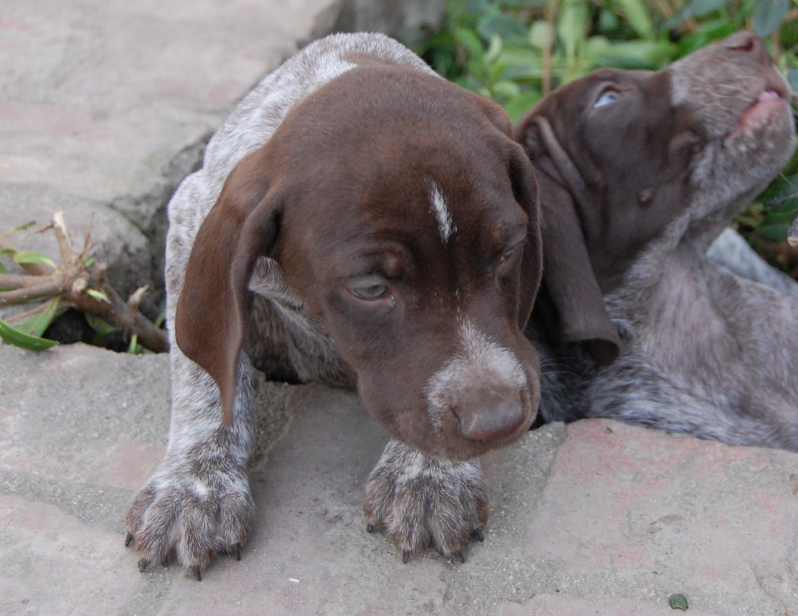 GSP Puppies