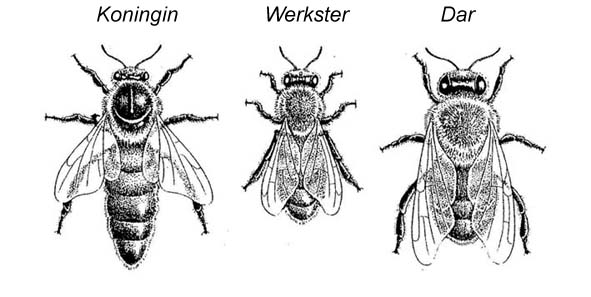 Lesideeën van juf Tess: bijen