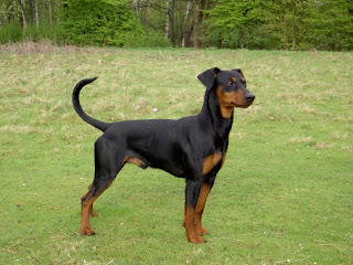 Razas De Perros: Pinscher alemán