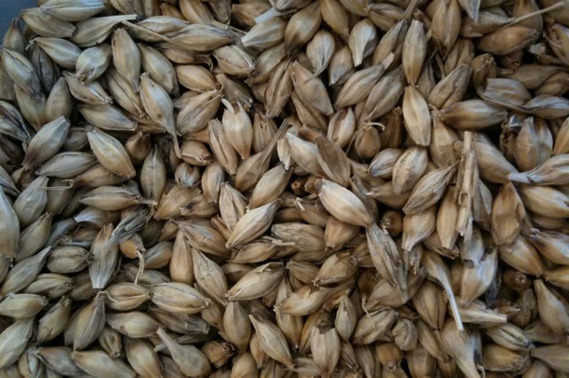 The Brown Book: Home Malting; Making a 12 Pound Batch of Malt in the ...