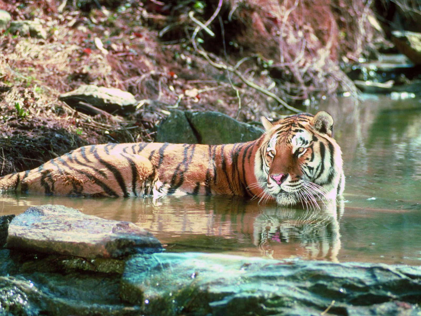 Ewallpics: Dangerous Wildlife TIGERS HQ Wallpapers 1600x1200