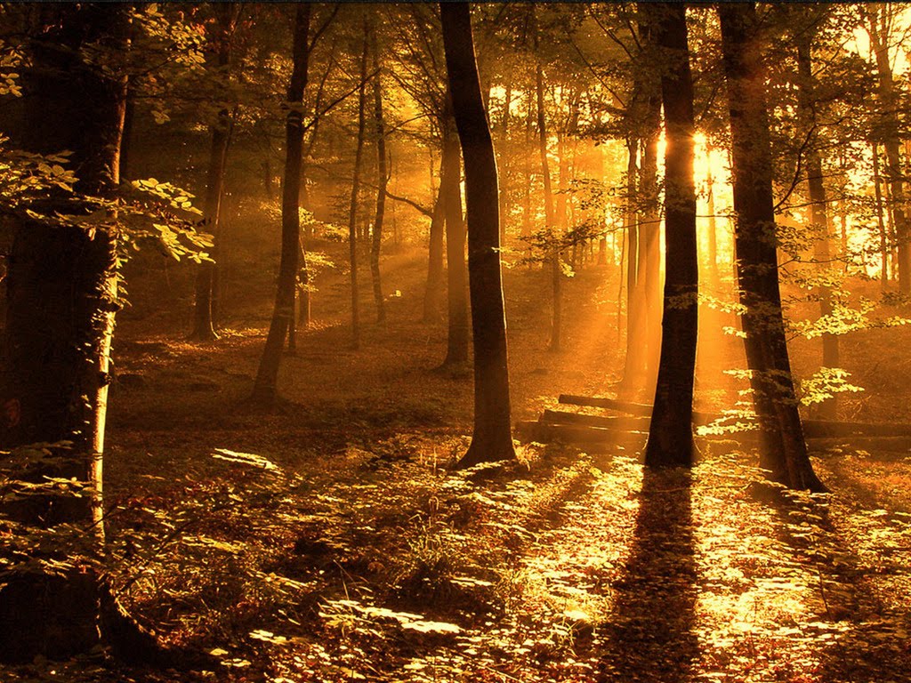 Ewallpics: 30 Amazing Forest Wallpapers 1024x768