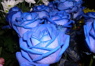 Ewallpics: 30 Beautiful Red And Blue Rose Flower Wallpapers Upto 1920x1200