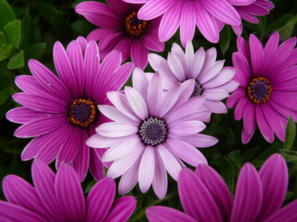 Ewallpics: 100 Flower Wallpapers 1024x768