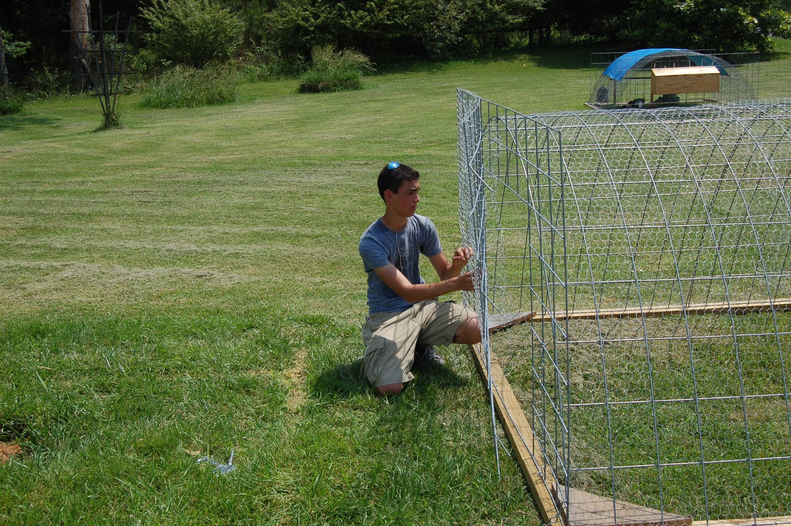 acorn farms: chicken tractor