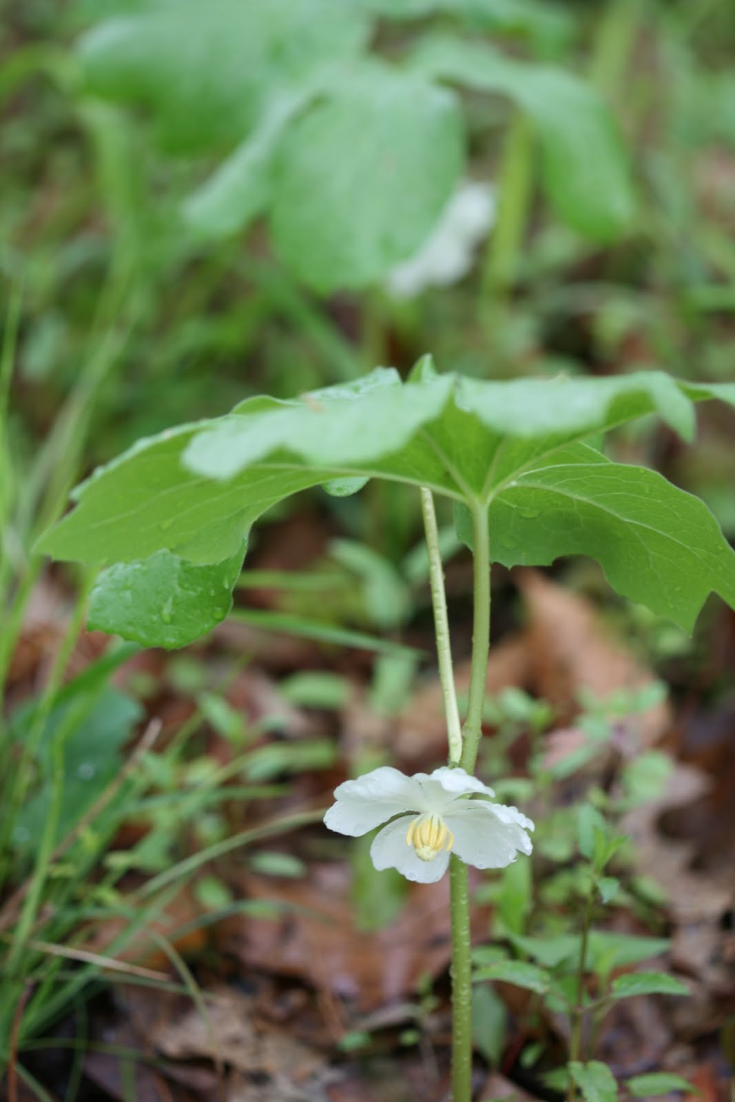 Native Florida Wildflowers: Mayapple - Podophyllum peltatum