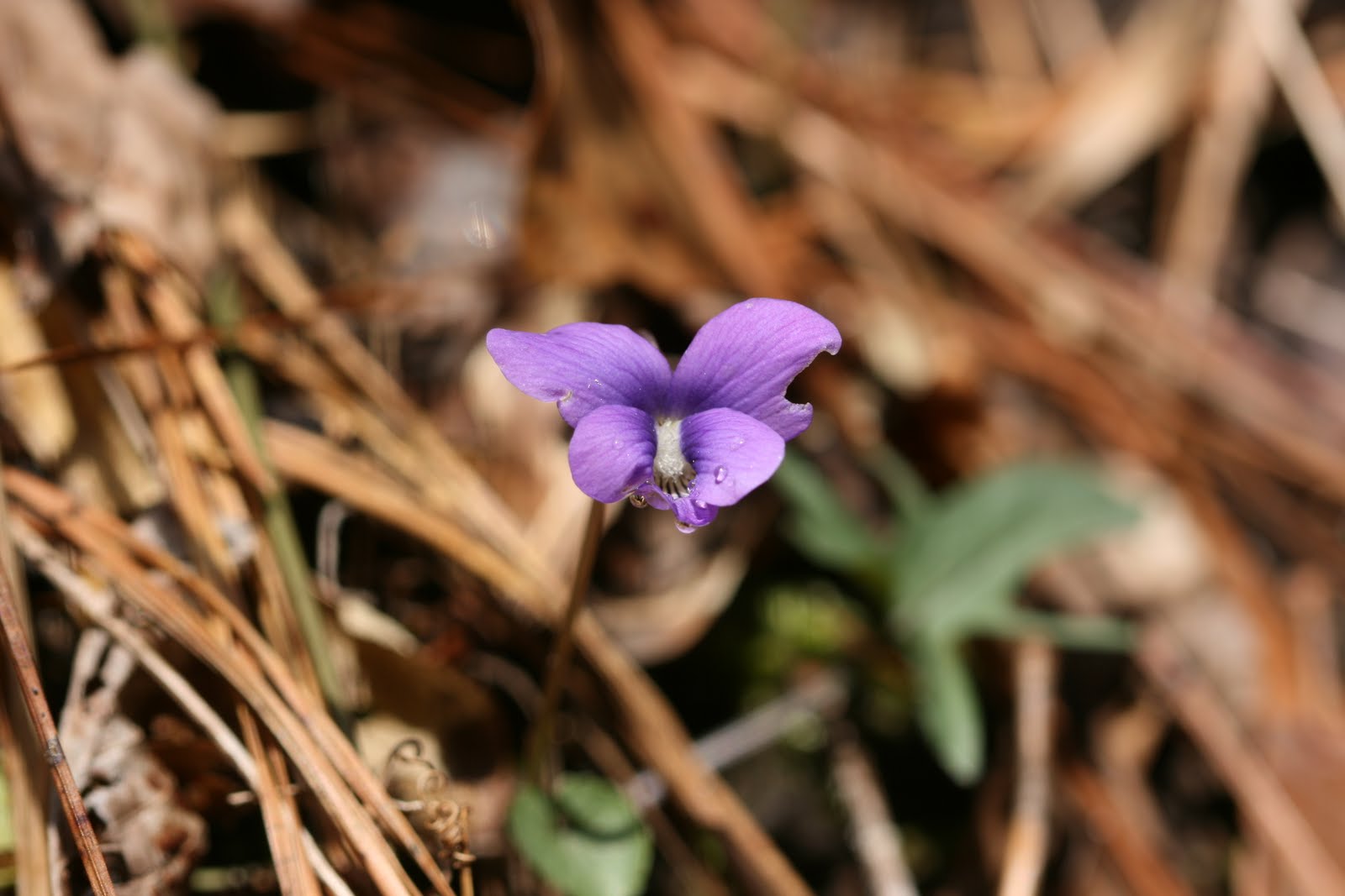 Native Florida Wildflowers: Early Blue Violet - Viola palmata