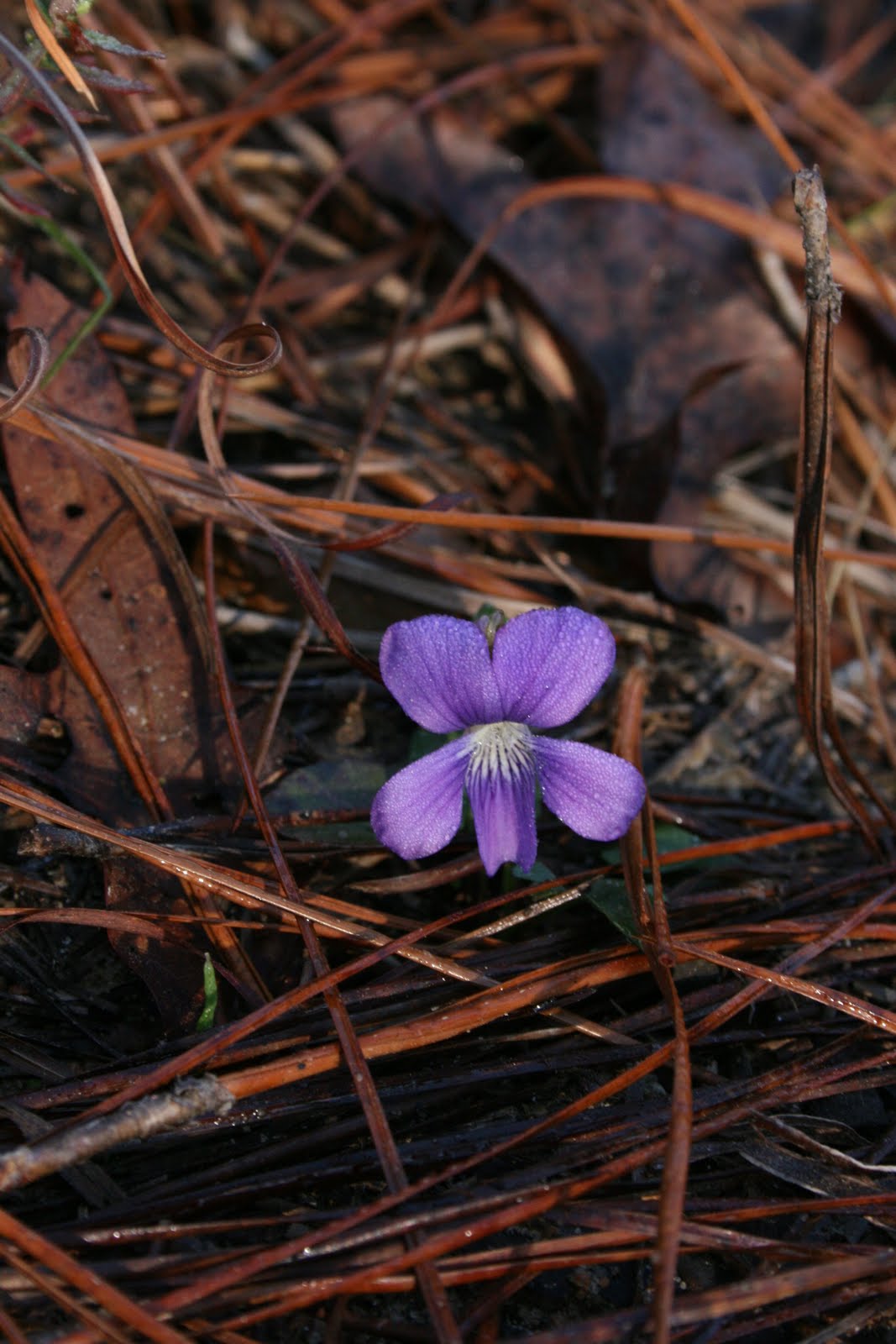Native Florida Wildflowers: Blue Violet - Viola sororia