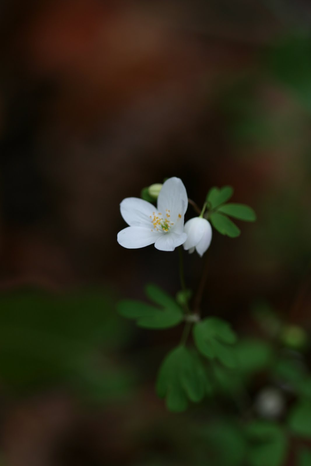 Native Florida Wildflowers: Eastern False Rue Anemone - Enemion biternatum