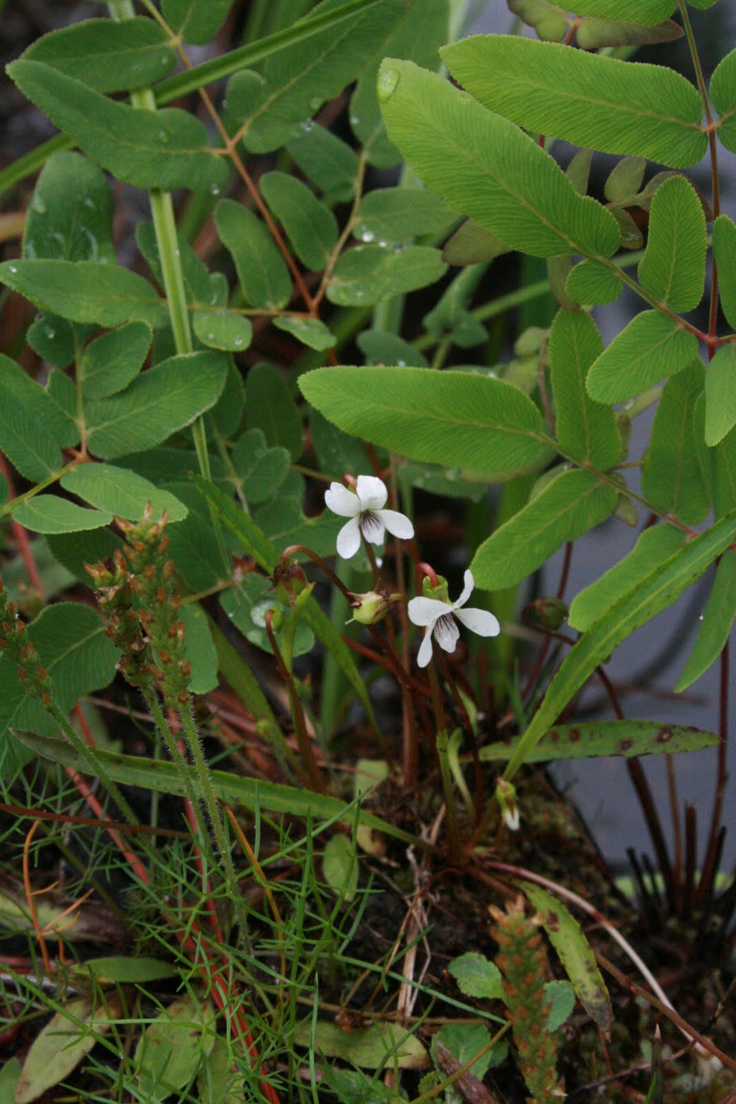 Native Florida Wildflowers: Bog White Violet - Viola lanceolata