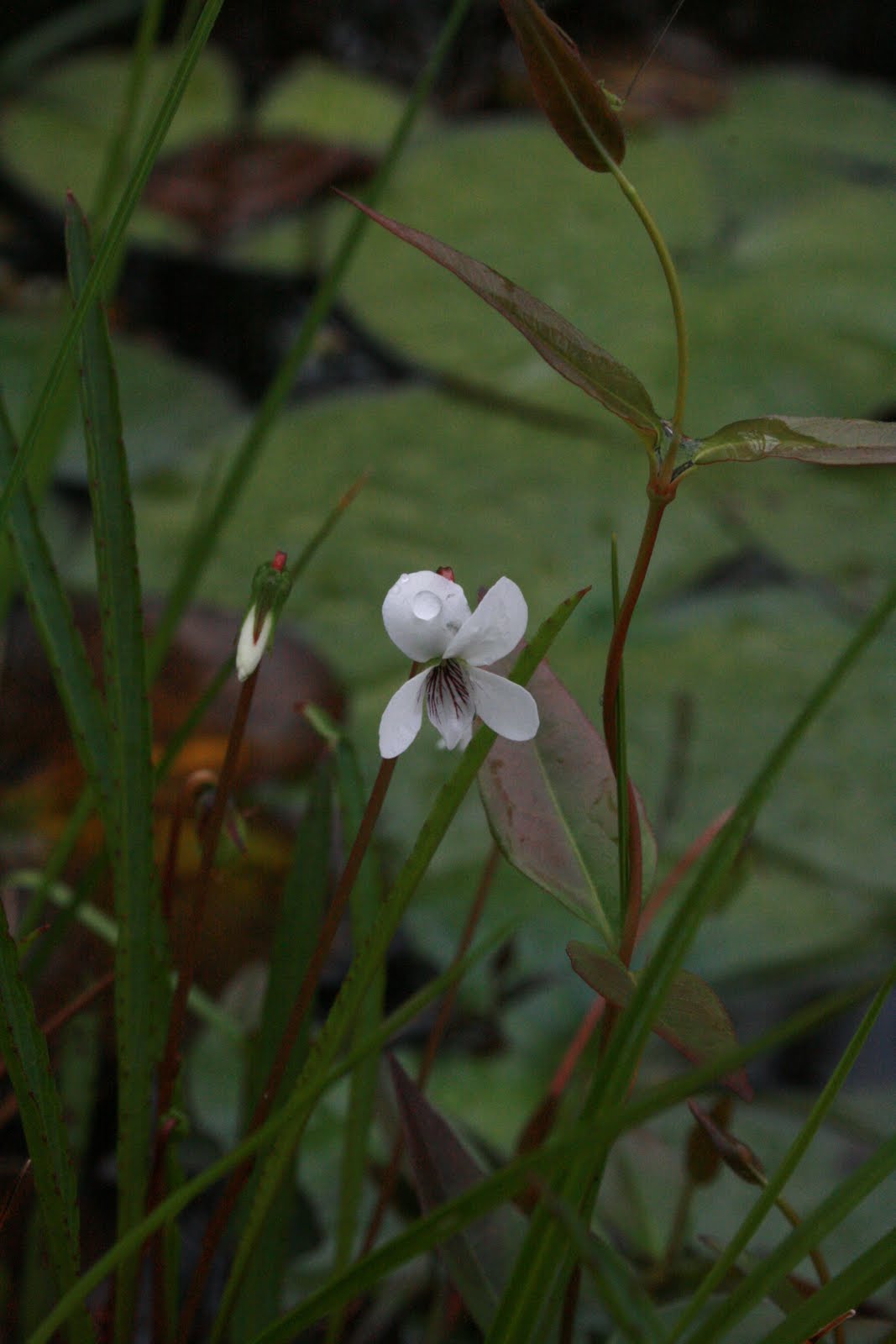 Native Florida Wildflowers: Bog White Violet - Viola lanceolata