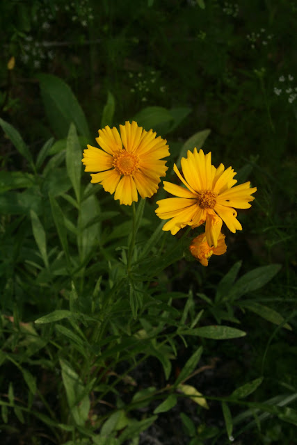 Native Florida Wildflowers: Lanceleaf tickseed - Coreopsis lanceolata