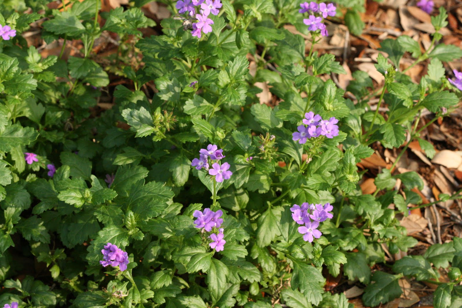 Native Florida Wildflowers: Beach Verbena - Glandularia maritima