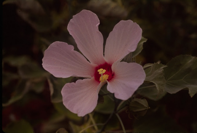 Native Florida Wildflowers: Swamp Pink Hibiscus - Hibiscus grandiflorus