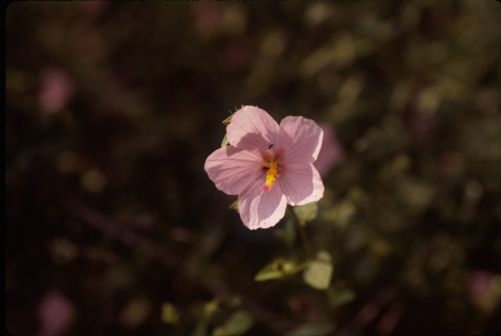 Native Florida Wildflowers: Saltmarsh Mallow - Kosteletzkya pentacarpos