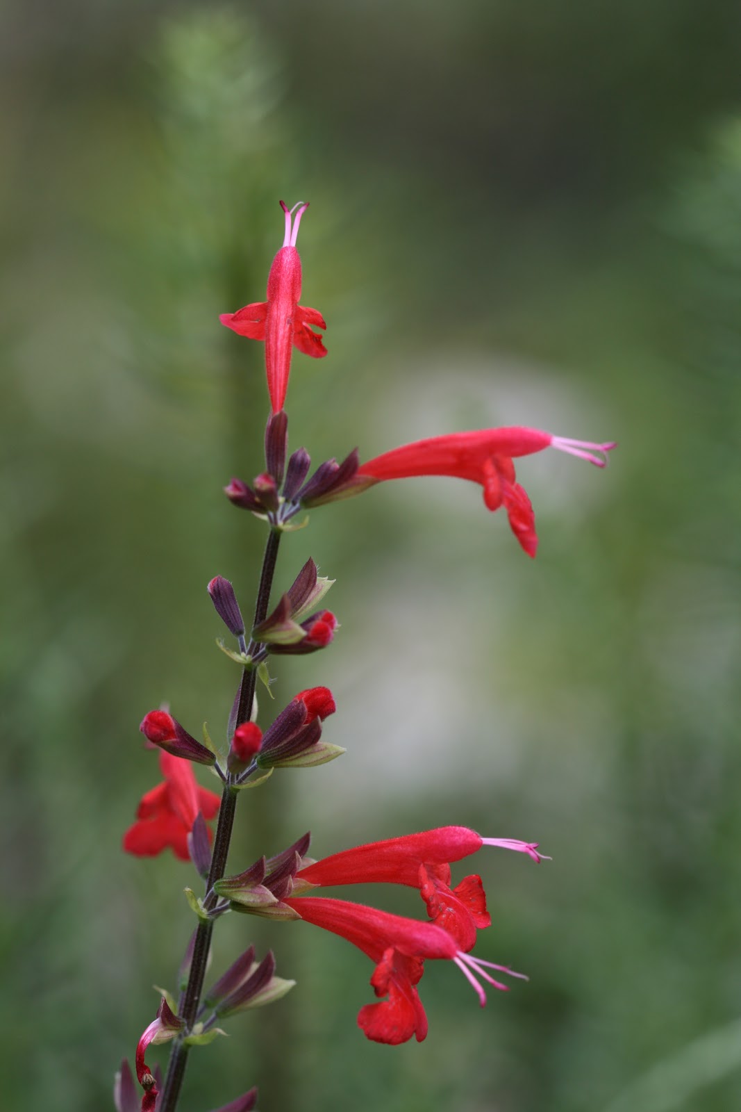 Native Florida Wildflowers: Scarlet Sage - Salvia coccinea