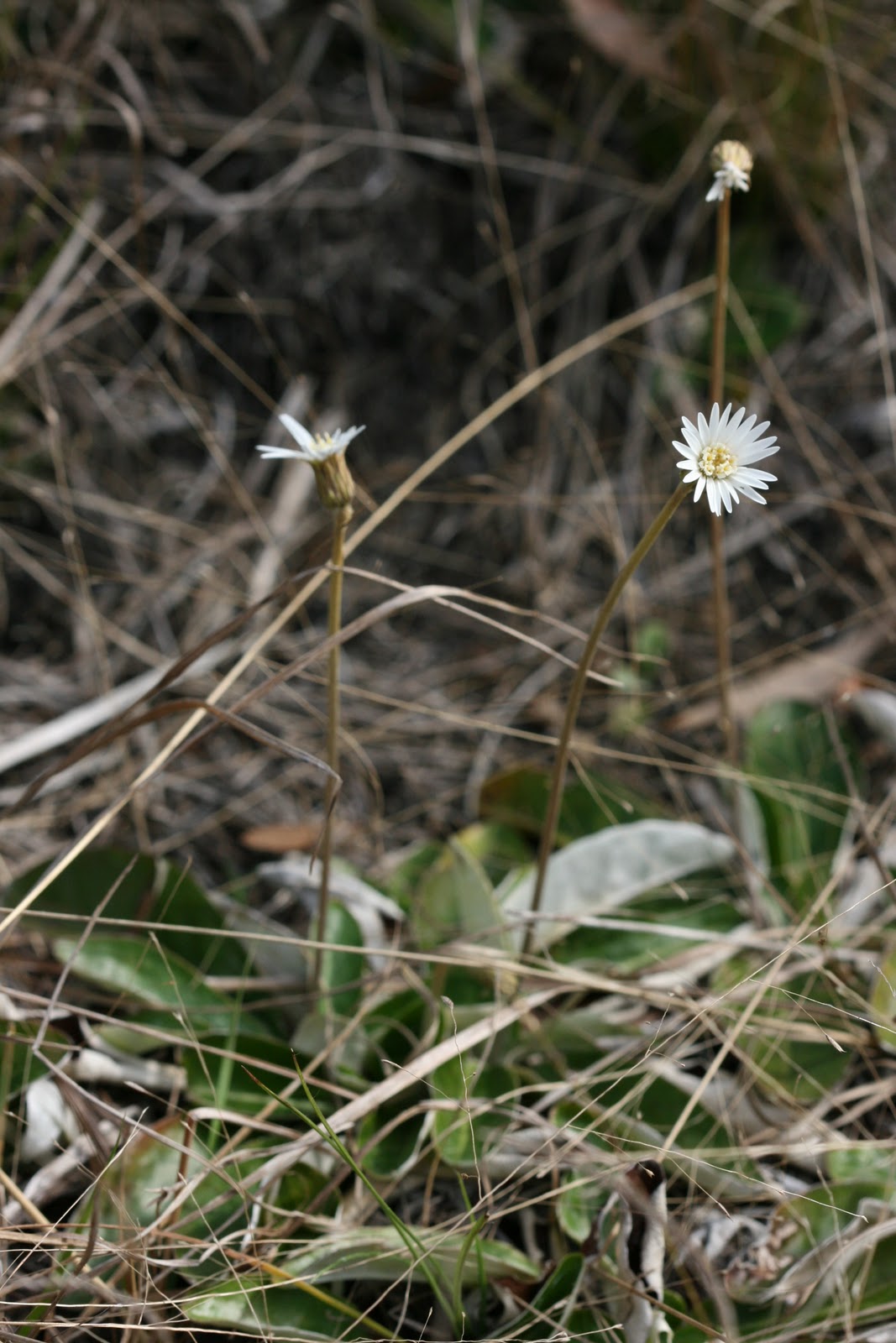 Native Florida Wildflowers: Pineland Daisy - Chaptalia tomentosa
