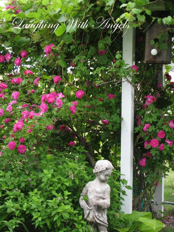 laughing with angels: Coming up roses!