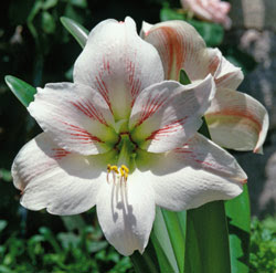 COLTUL CU FLORI: Crinul