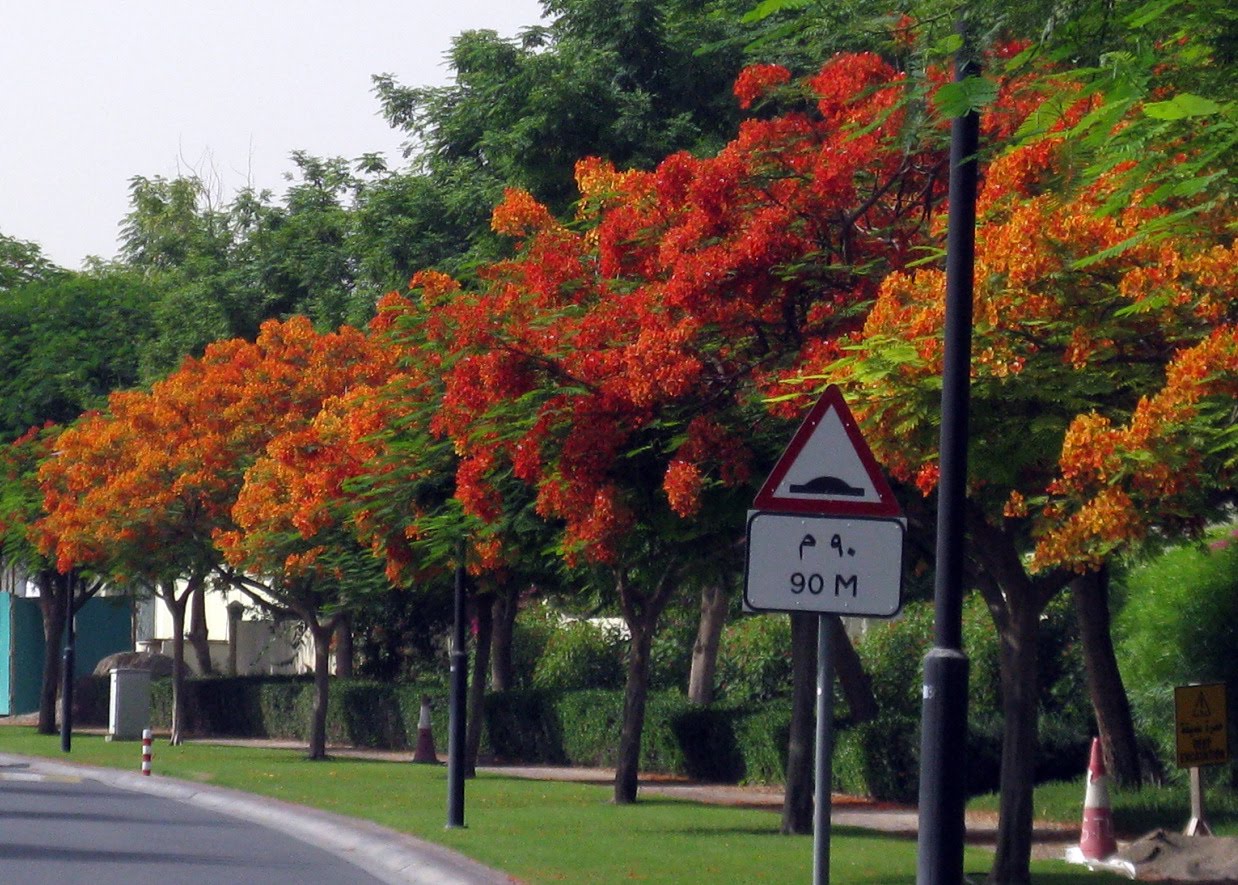 sol y sombra: Dubai in Pictures 11