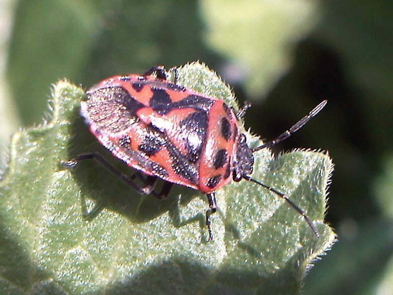 Fotolistado entomológico de Benimamet: Eurydema (Eurydema) ornata ...