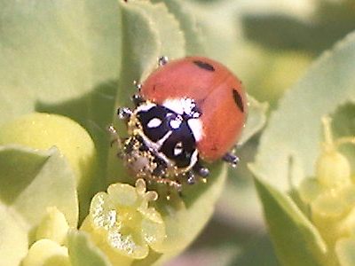 Fotolistado entomológico de Benimamet: Hippodamia (Adonia) variegata ...