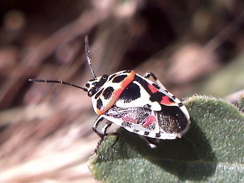 Fotolistado entomológico de Benimamet: Eurydema (Eurydema) ornata ...