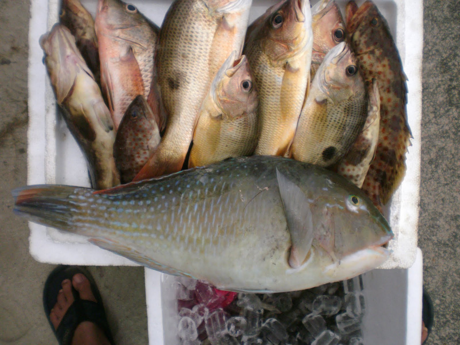 ENJOY'S OUR LIFE: MEMANCING DI TANJUNG SEDILI