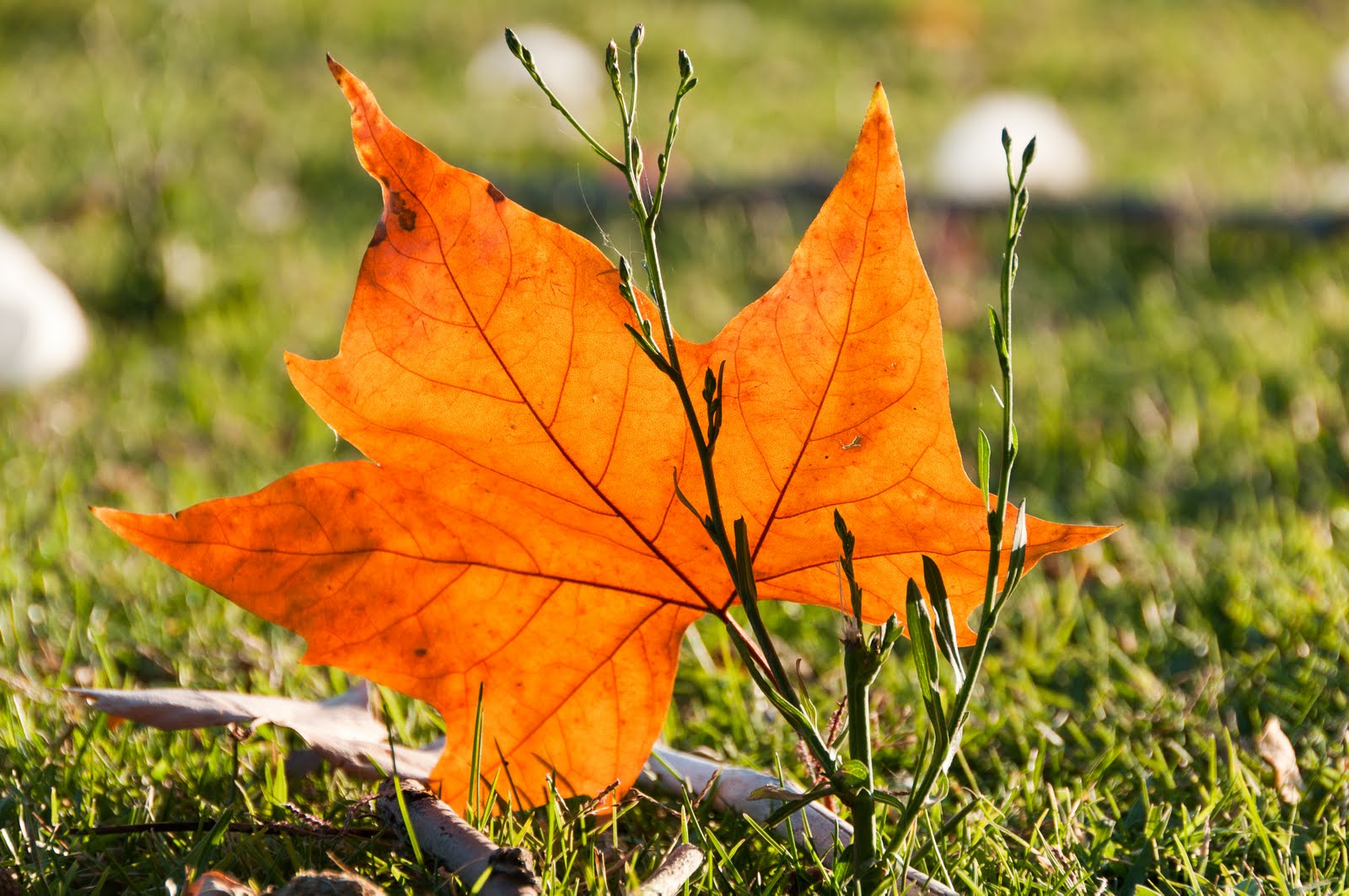 Concursos de la Asociación Fotográfica La Paz: Hojas del arbol caidas....