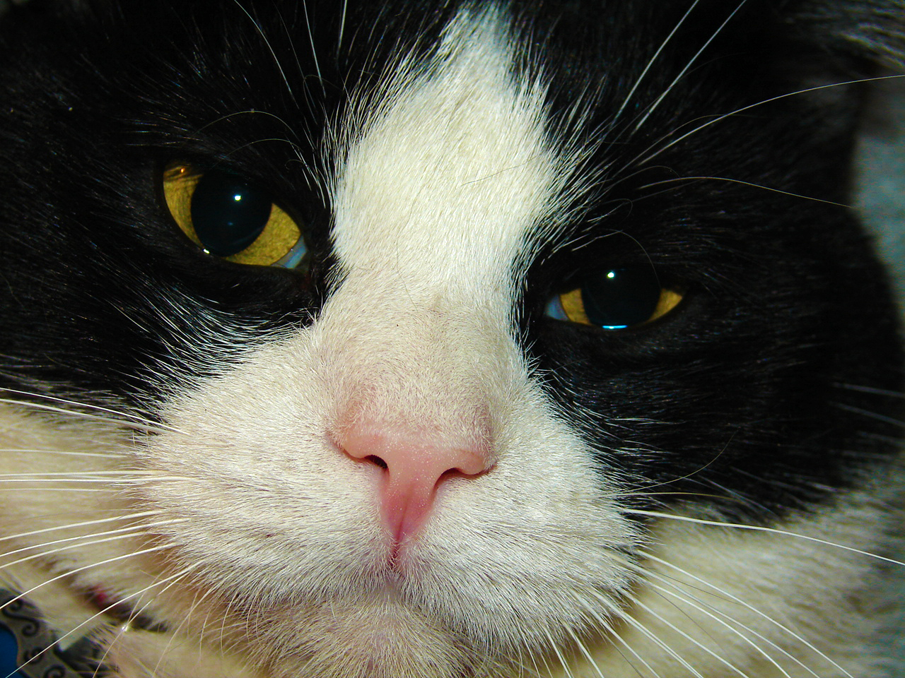 Beginning Photography