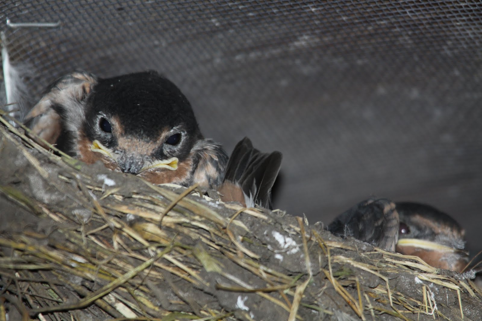 Yakni Achukma (The Good Land): Baby Purple Martins