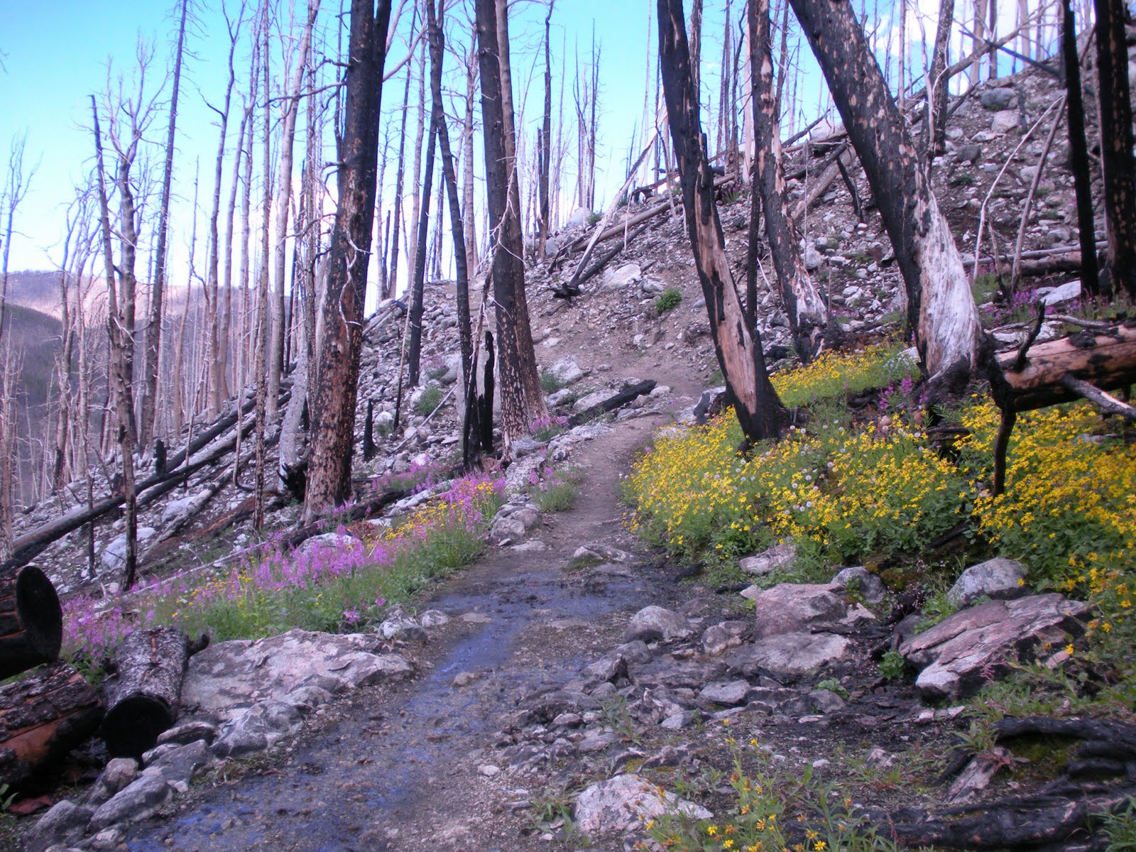 Living and Dyeing Under the Big Sky: Timberline Trail Wildflowers