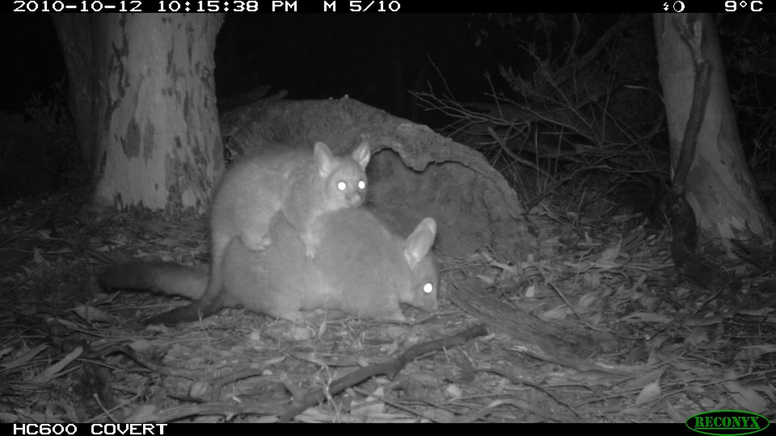 Wheatbelt biodiversity: Camera Traps