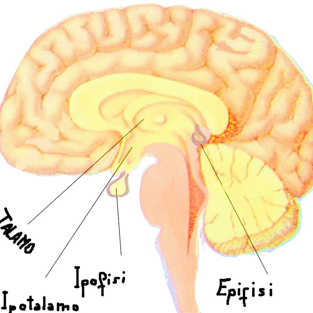 Olistica e dintorni: EPIFISI