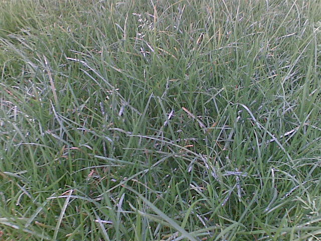 Armando o jardineiro