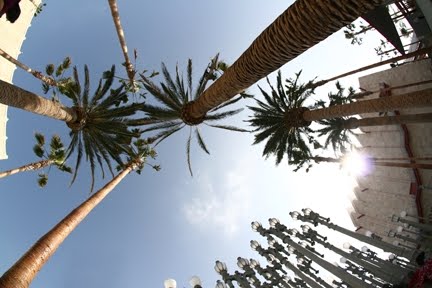 The Unbearable Wrongness of Palm Trees