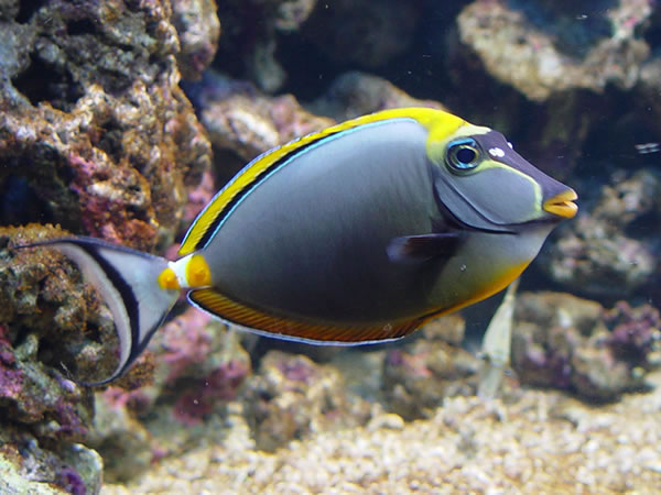 Aquarium Fish Magazine: About Botana Fish