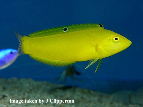 Aquarium Fish Magazine: About Keling fish