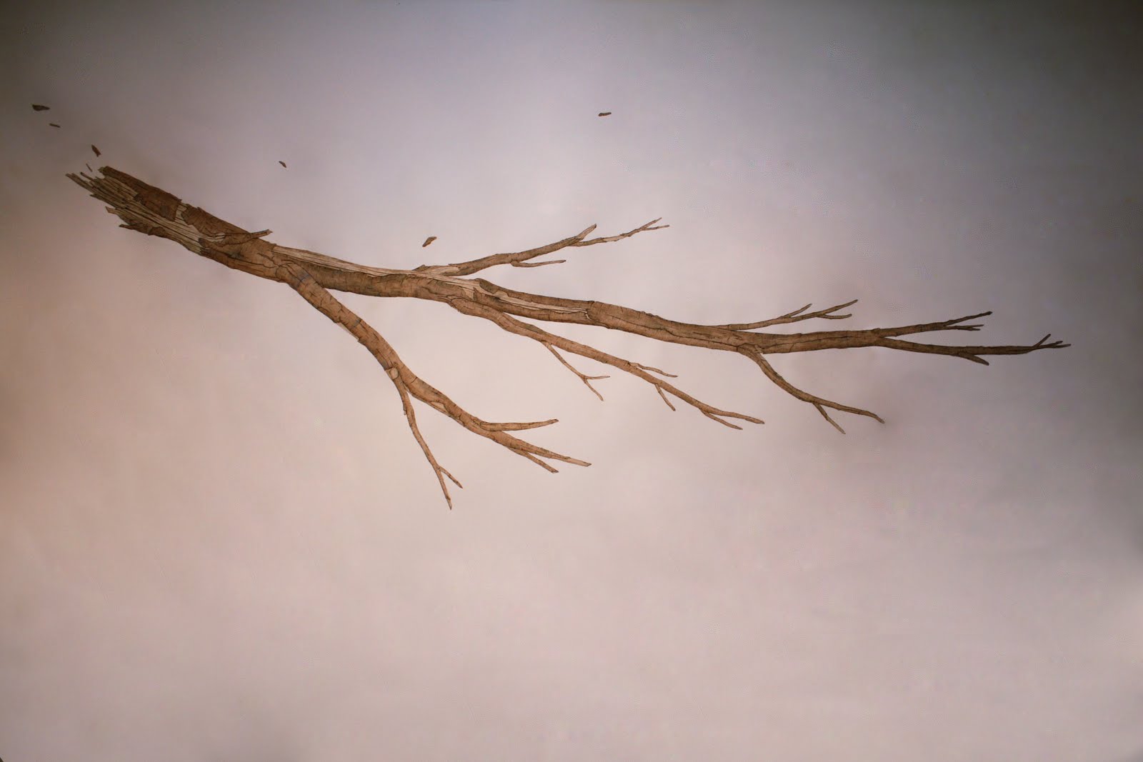 Matthew Robley-Siemonsma: July 2010