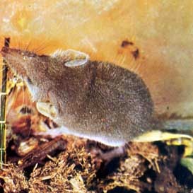 Extinção dos animais: CURIOSIDADES SOBRE ANIMAIS