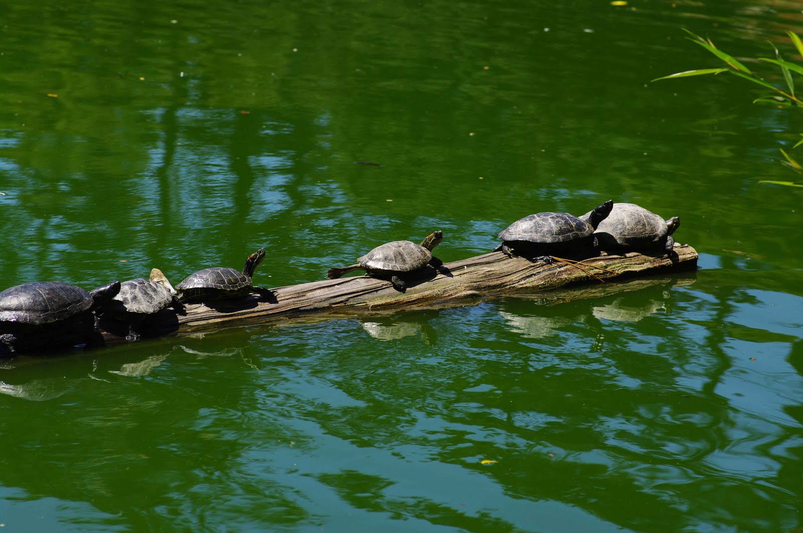 Howard Rubin's Pacific Wheel: Turtle Count at Stow Lake in Golden Gate Park