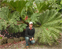 Seth Reed Portfolio: DynaSCAPE and DynaSCAPE Color