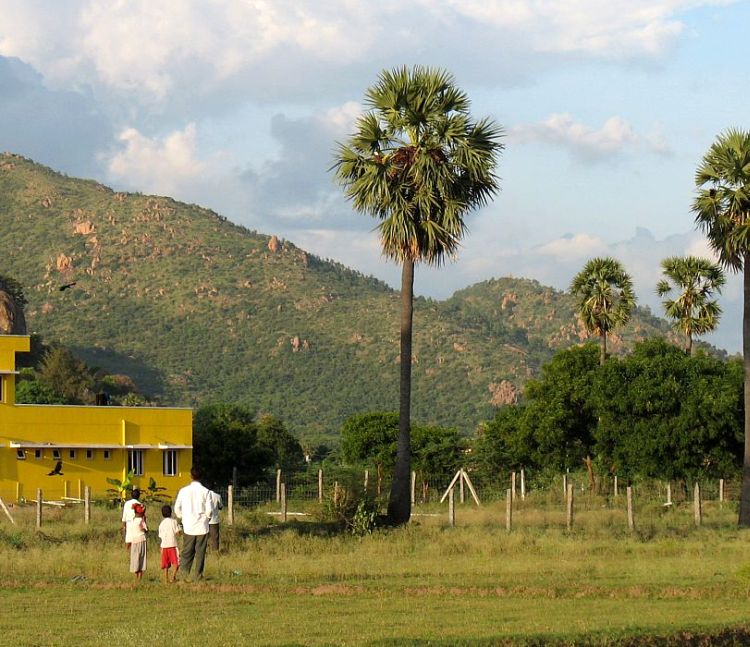 Brahminy Kite - ARUNACHALA BIRDS